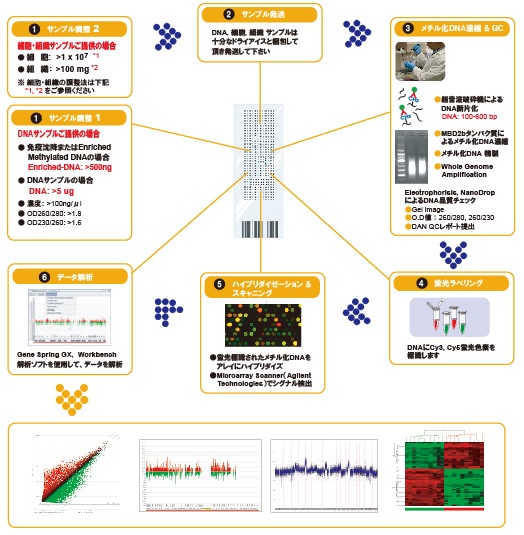 image005-2 | バイオインプルーブ株式会社 | Bioimprove Co.,Ltd.